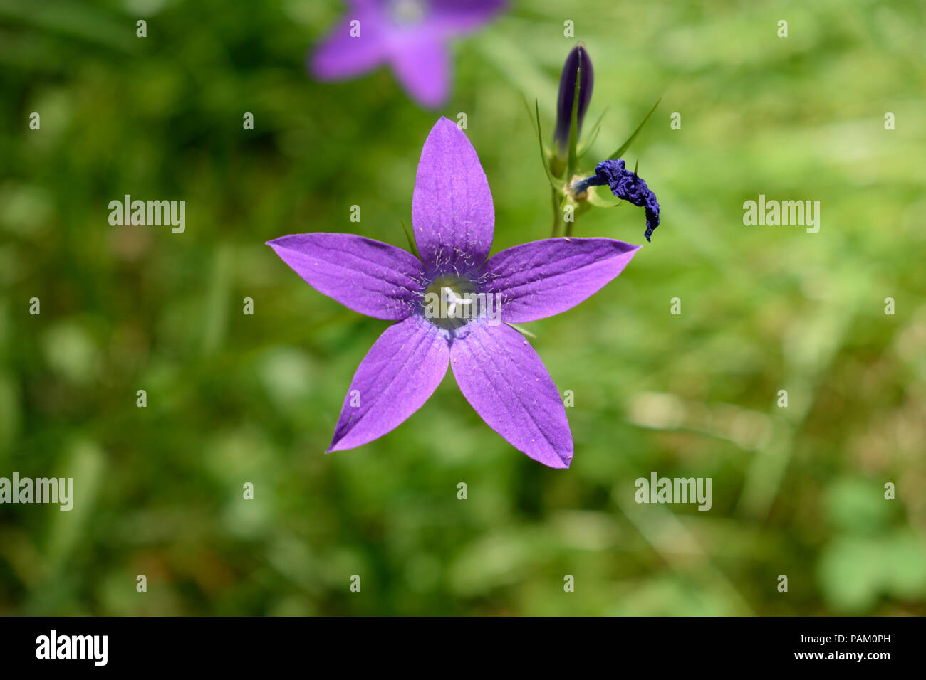 Flower spreading pattern hi-res stock photography and images - Alamy
