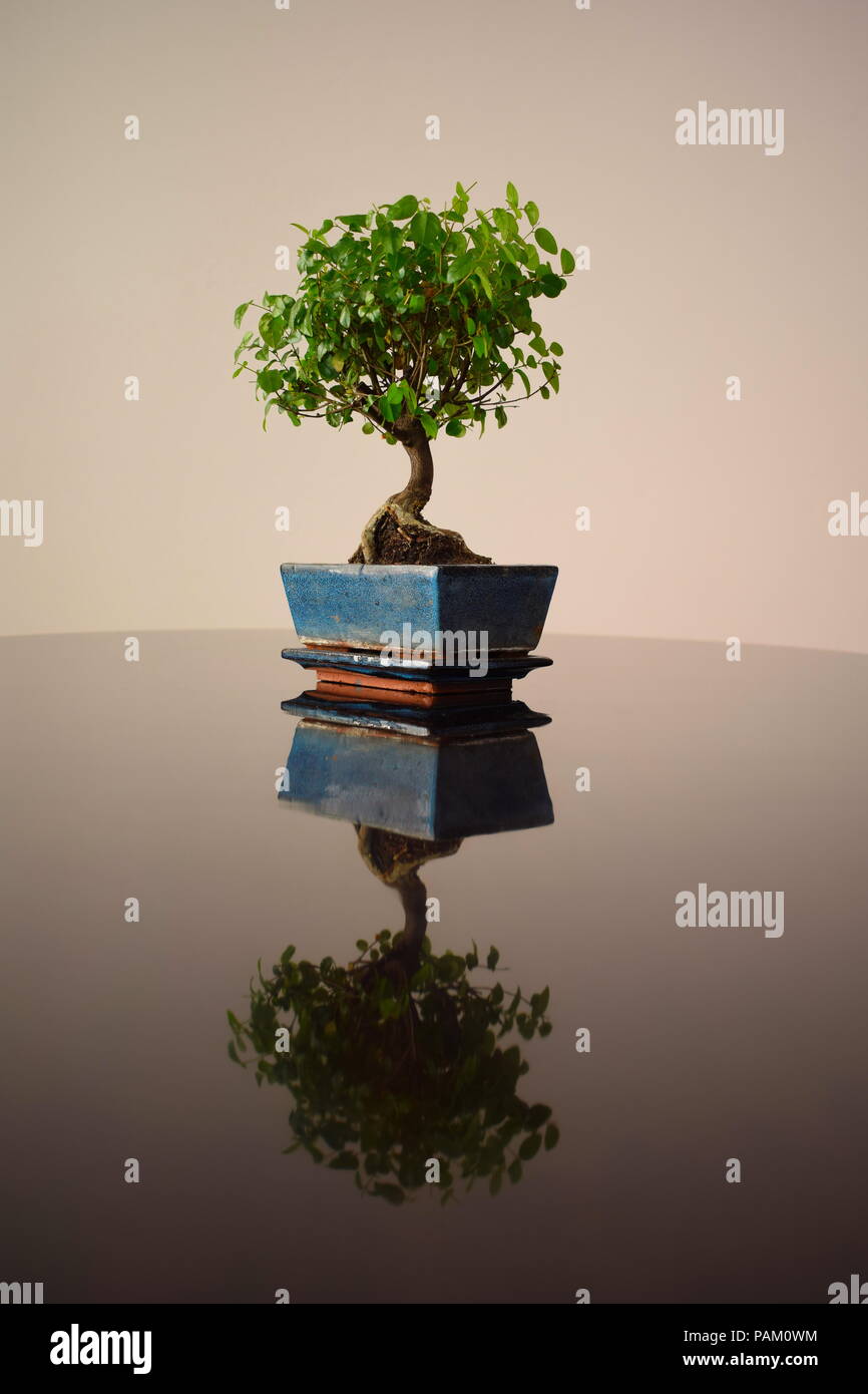 Zen garden table hi-res stock photography and images - Alamy