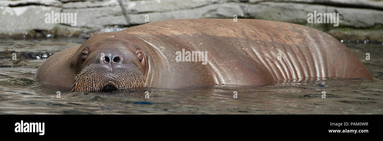 Pacific Walrus in the water surface in sunshine Stock Photo - Alamy