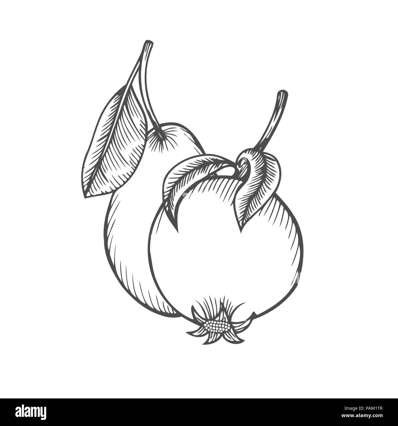 Realistic set avocado fruit Stock Vector Images - Alamy