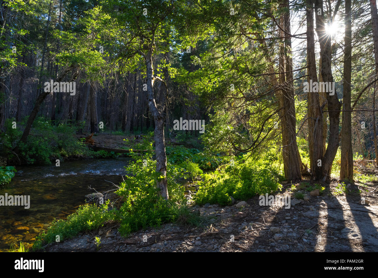 Golden forest trail hi-res stock photography and images - Alamy