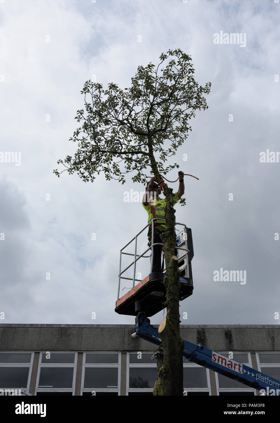 Tree surgeon on aerial work platform tying rope to tree in bury town ...