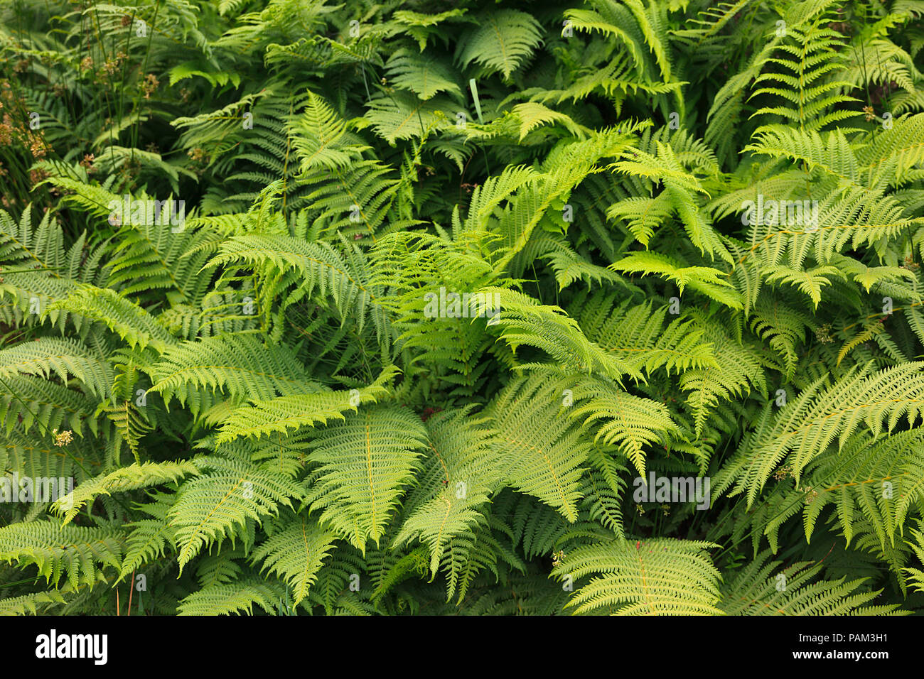 Dense Ferns growing in the Upper Derwent Valley in the Derbyshire Peak ...