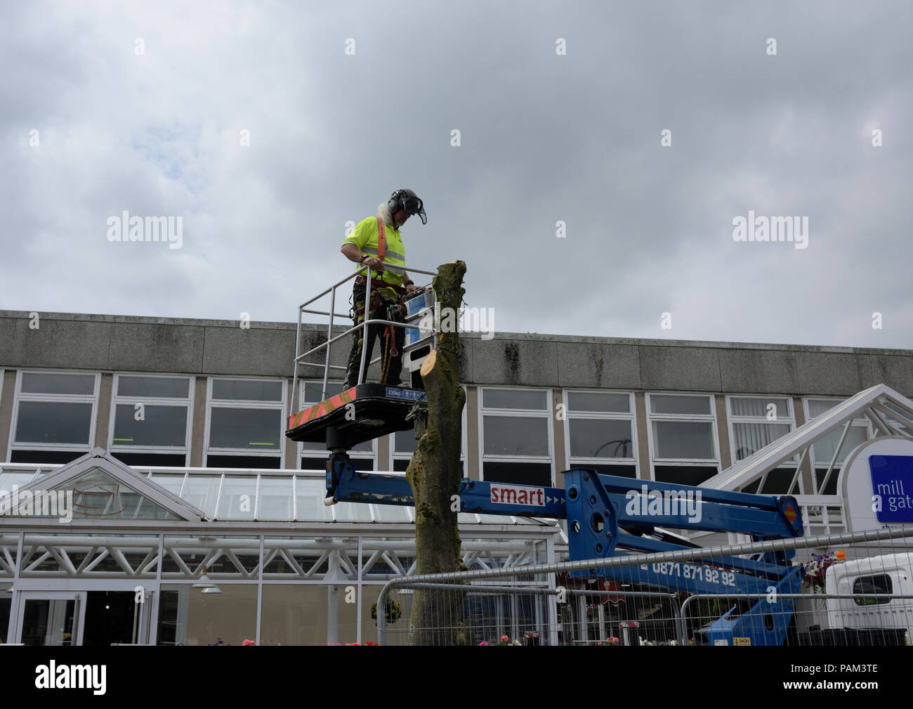 Tree surgeon on aerial work platform using chainsaw to cut down tree in ...