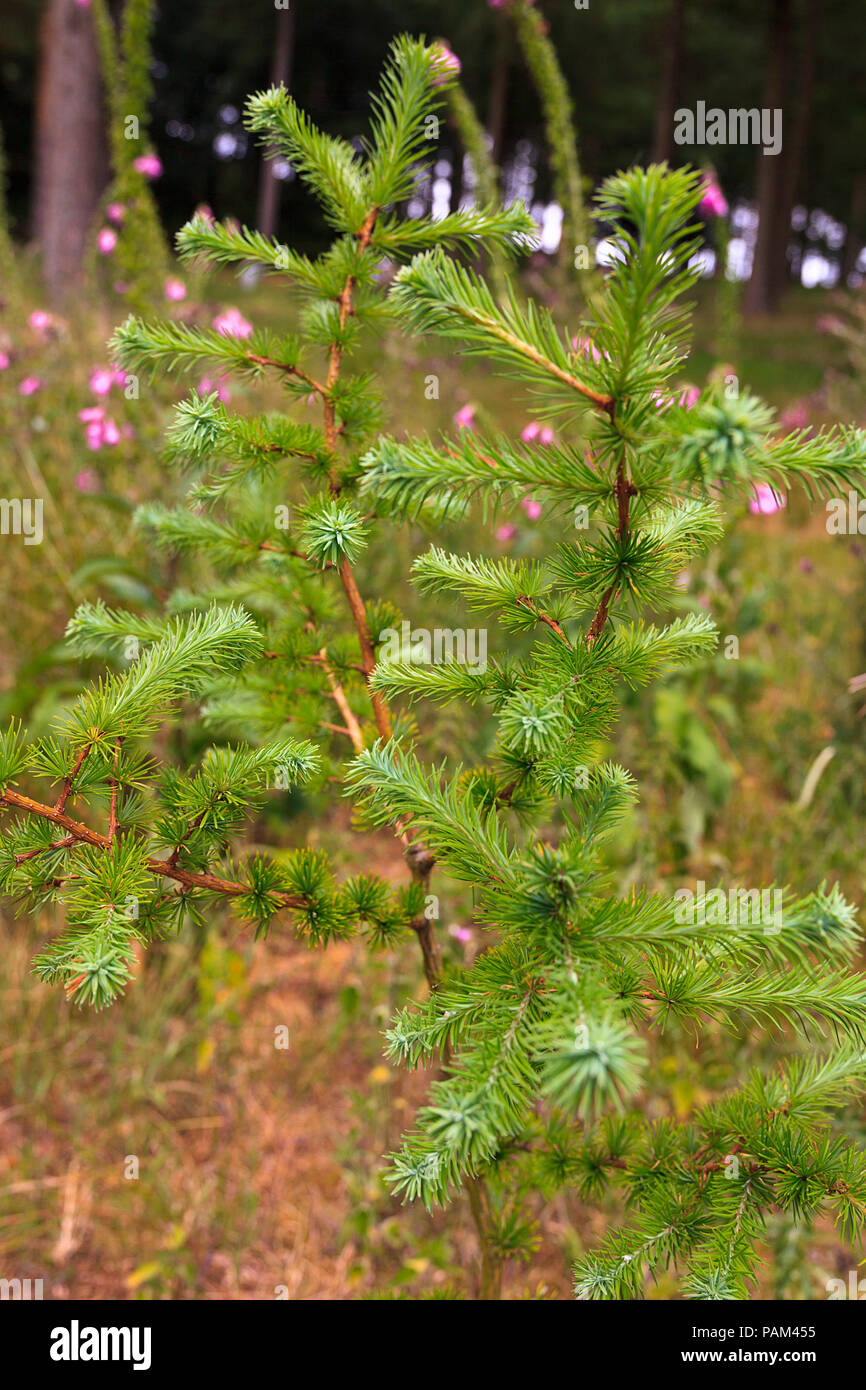 Sapling conifer tree Stock Photo - Alamy