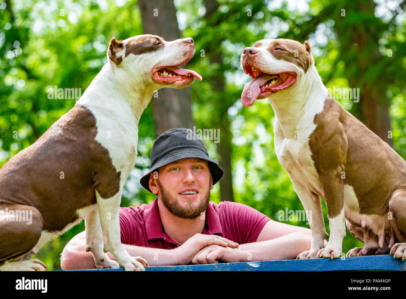 One man with the two dogs in the park, loving affectionate bond Stock ...