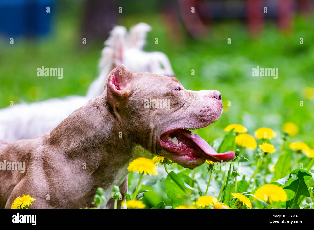 Cute brown dog sitting among yellow flowers in green grass in the park ...