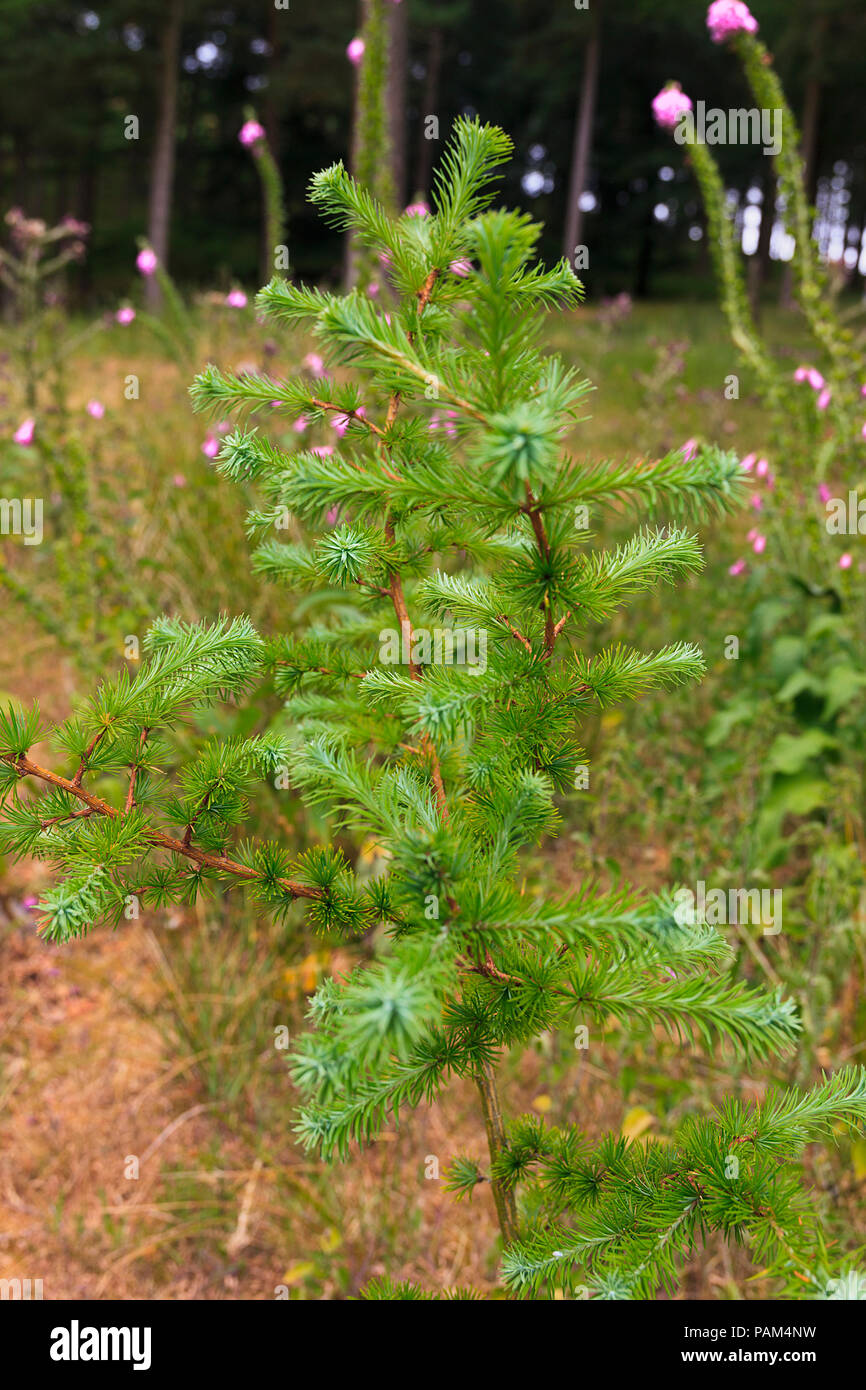 Sapling conifer tree Stock Photo - Alamy