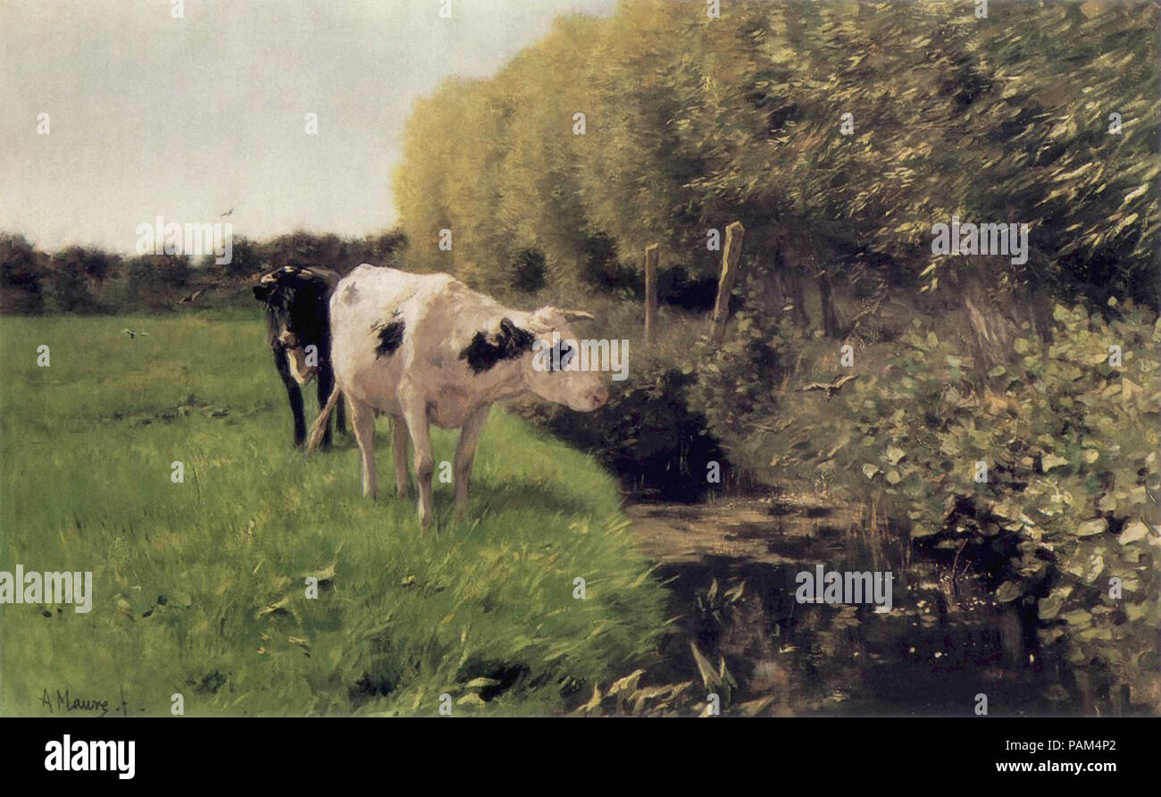 Koeien aan een sloot hi-res stock photography and images - Alamy