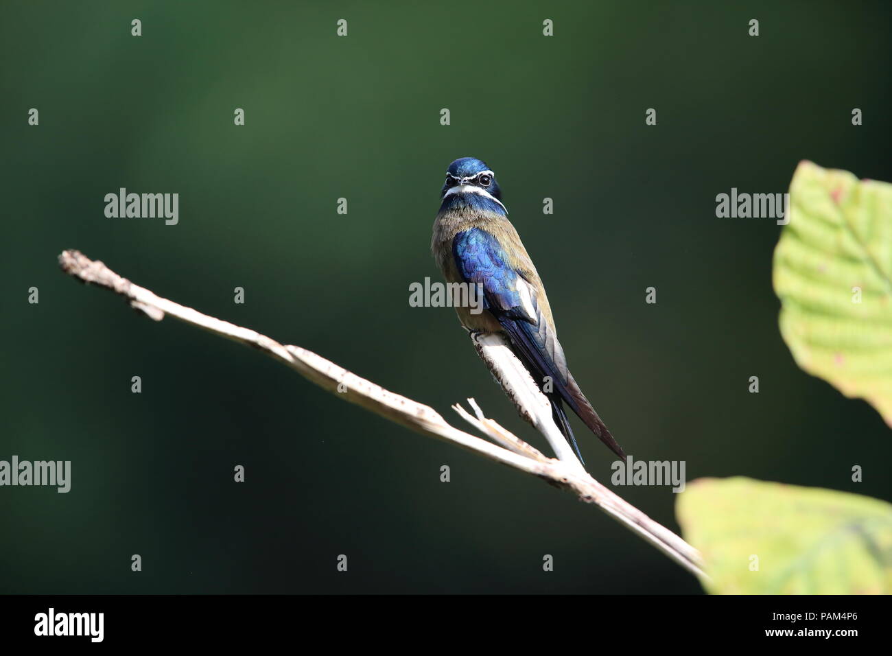 Whiskered treeswift (Hemiprocne comata) in Borneo, Malaysia Stock Photo ...