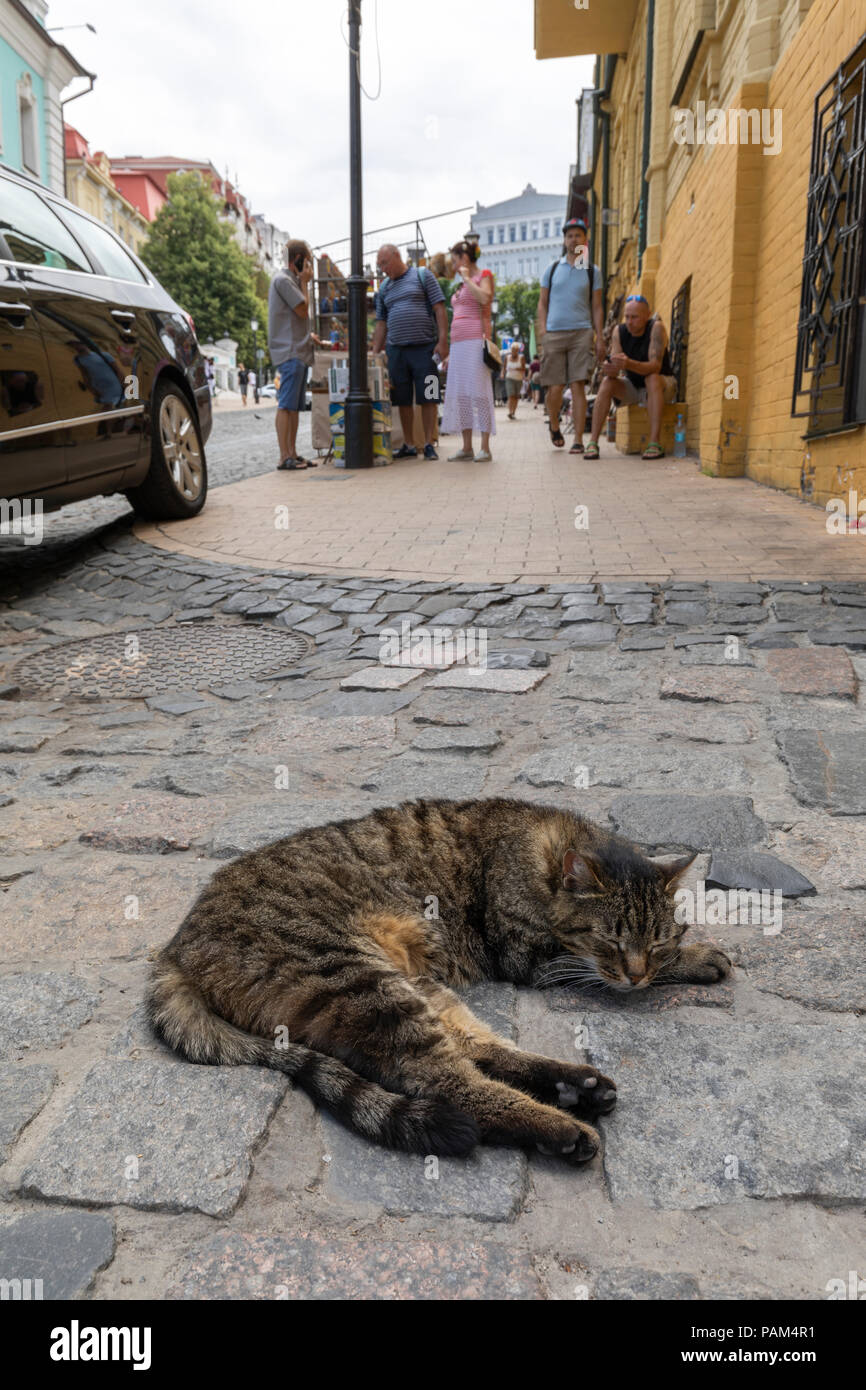 A cat sleeps on the pavement of Andrew's Decent, Kiev, Ukraine Stock ...