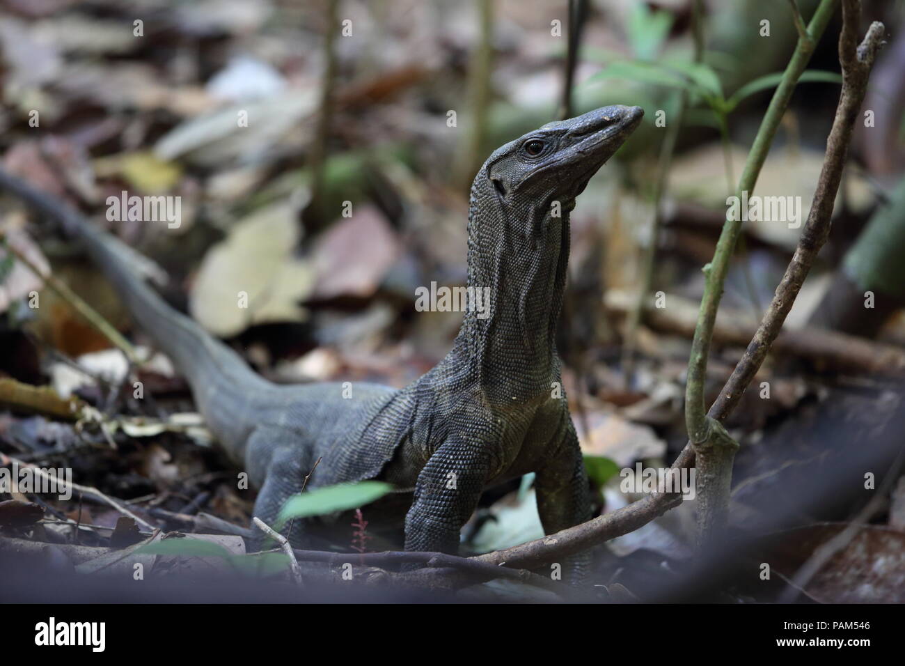 Roughneck monitor lizard (Varanus rudicollis) in Borneo Stock Photo - Alamy