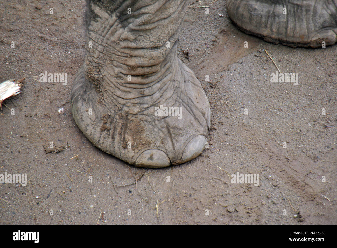 Elephant toe hi-res stock photography and images - Alamy