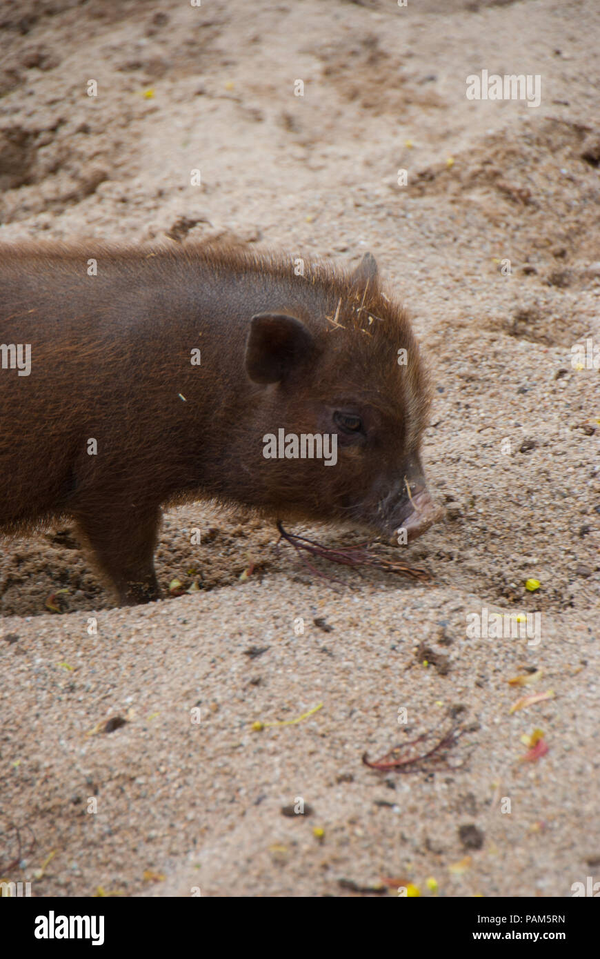 Small brown piglet sniffing cutely around the sand Stock Photo - Alamy