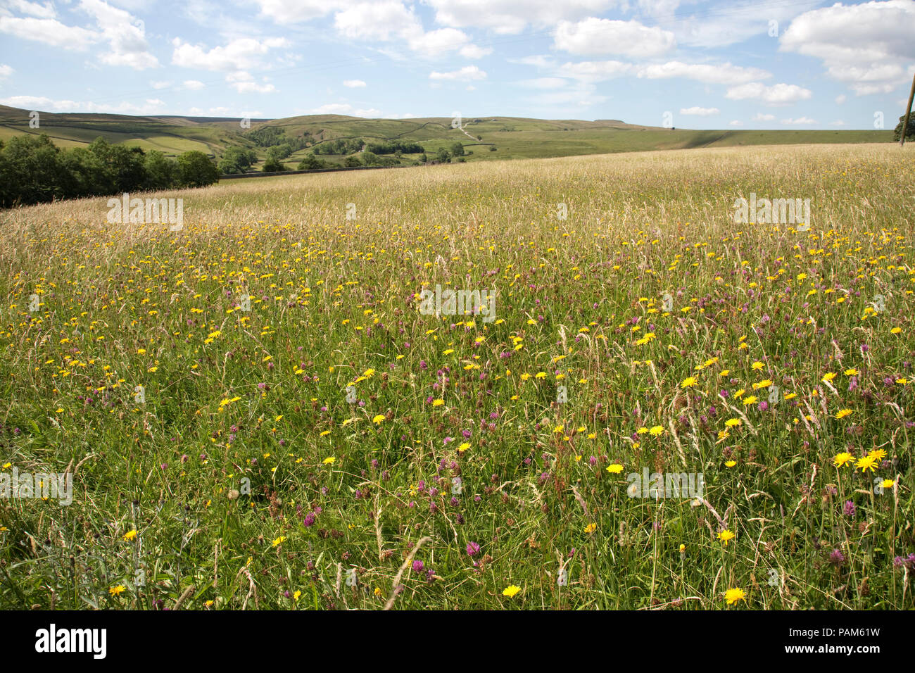 Hannah's wildflower meadow Nature Reserve SSI Durham Wildlife Trust ...
