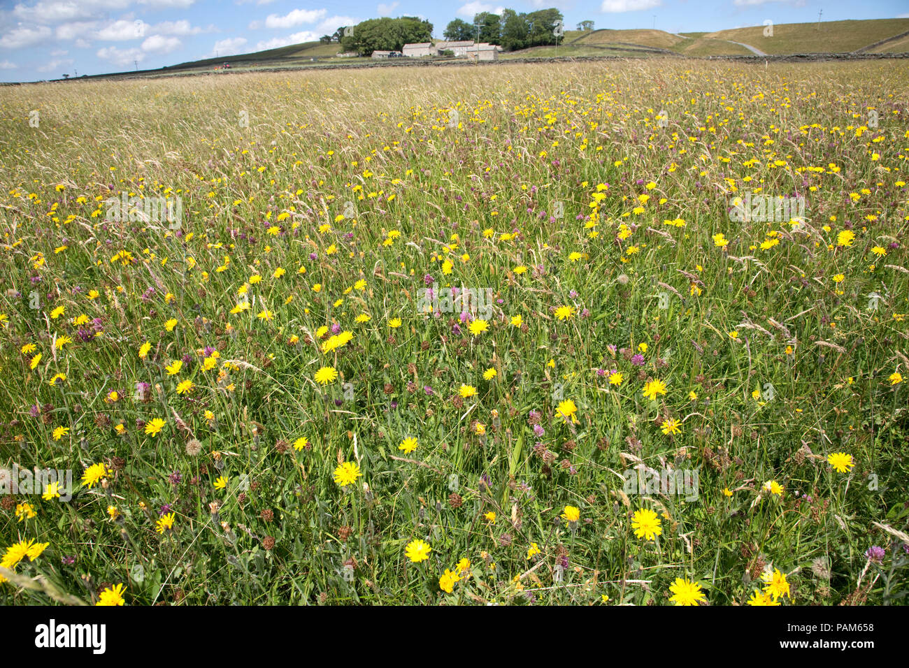 Hannah's wildflower meadow Nature Reserve SSI Durham Wildlife Trust ...