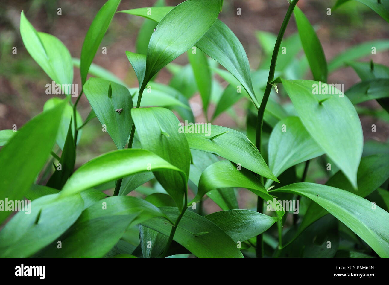 leaves of a butcher´s broom plant with young shoots of cladodes in ...