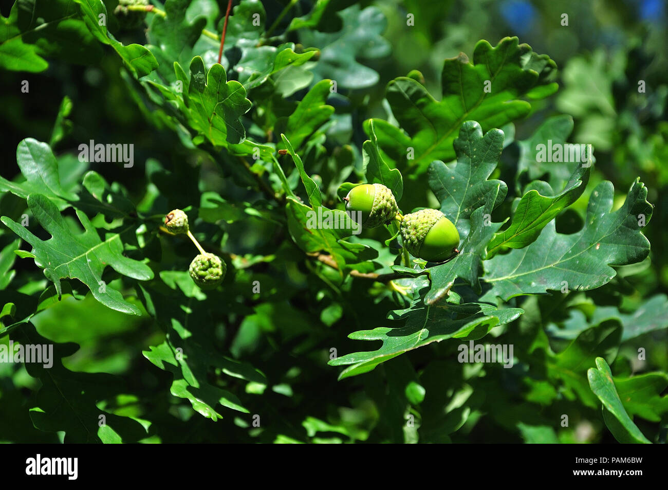 Close up lobed leaves oak hi-res stock photography and images - Alamy