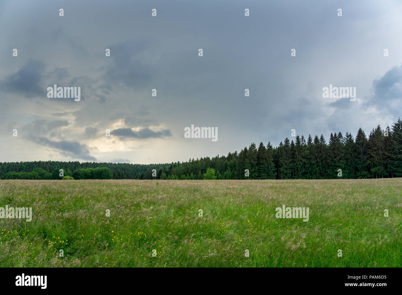 Germany, Edge of the black forest behind green pasture Stock Photo - Alamy