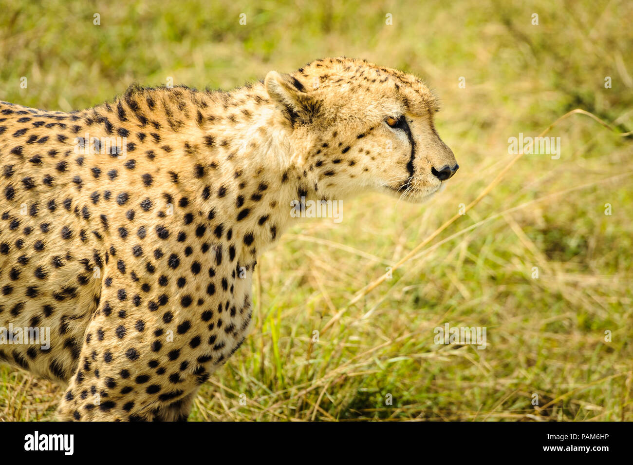 Close up photo of male Cheetah (Acinonyx Jubatus) in bright sunshine ...