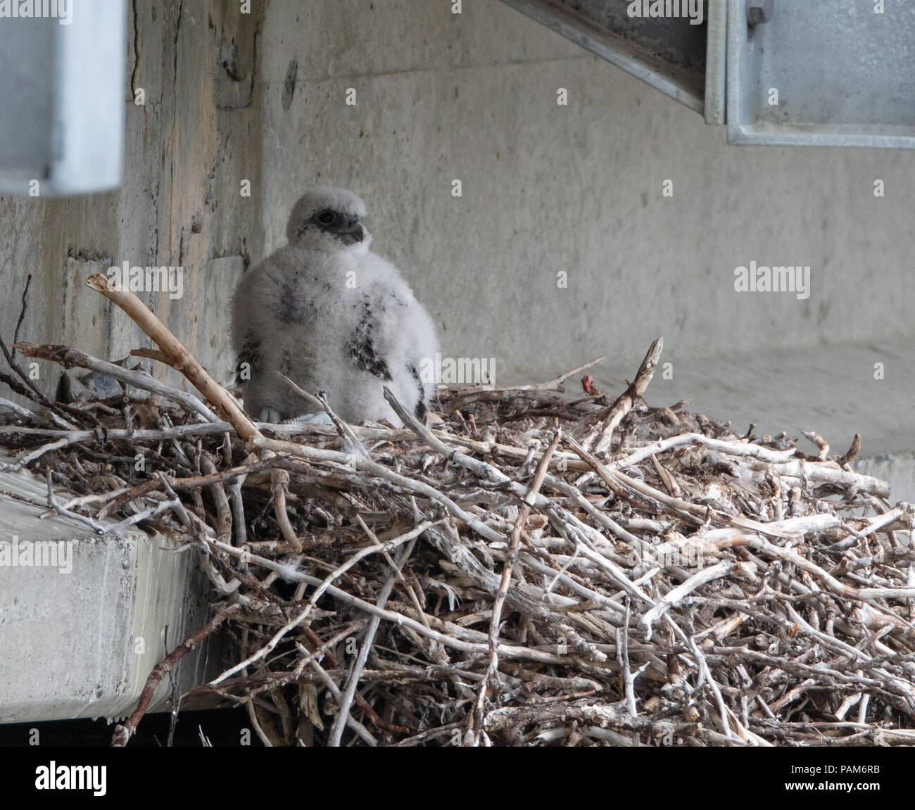 Gyr Falcon (Falco rusticolus) nestling on a nest under a bridge in Nome ...