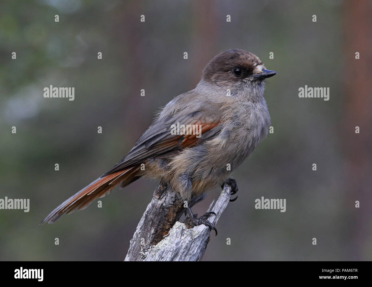 Siberian jay, Perisoreus infaustus Stock Photo - Alamy