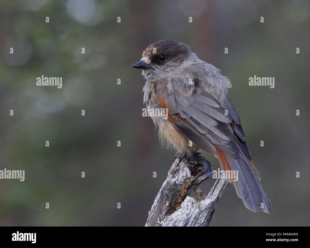 Siberian jay, Perisoreus infaustus Stock Photo - Alamy