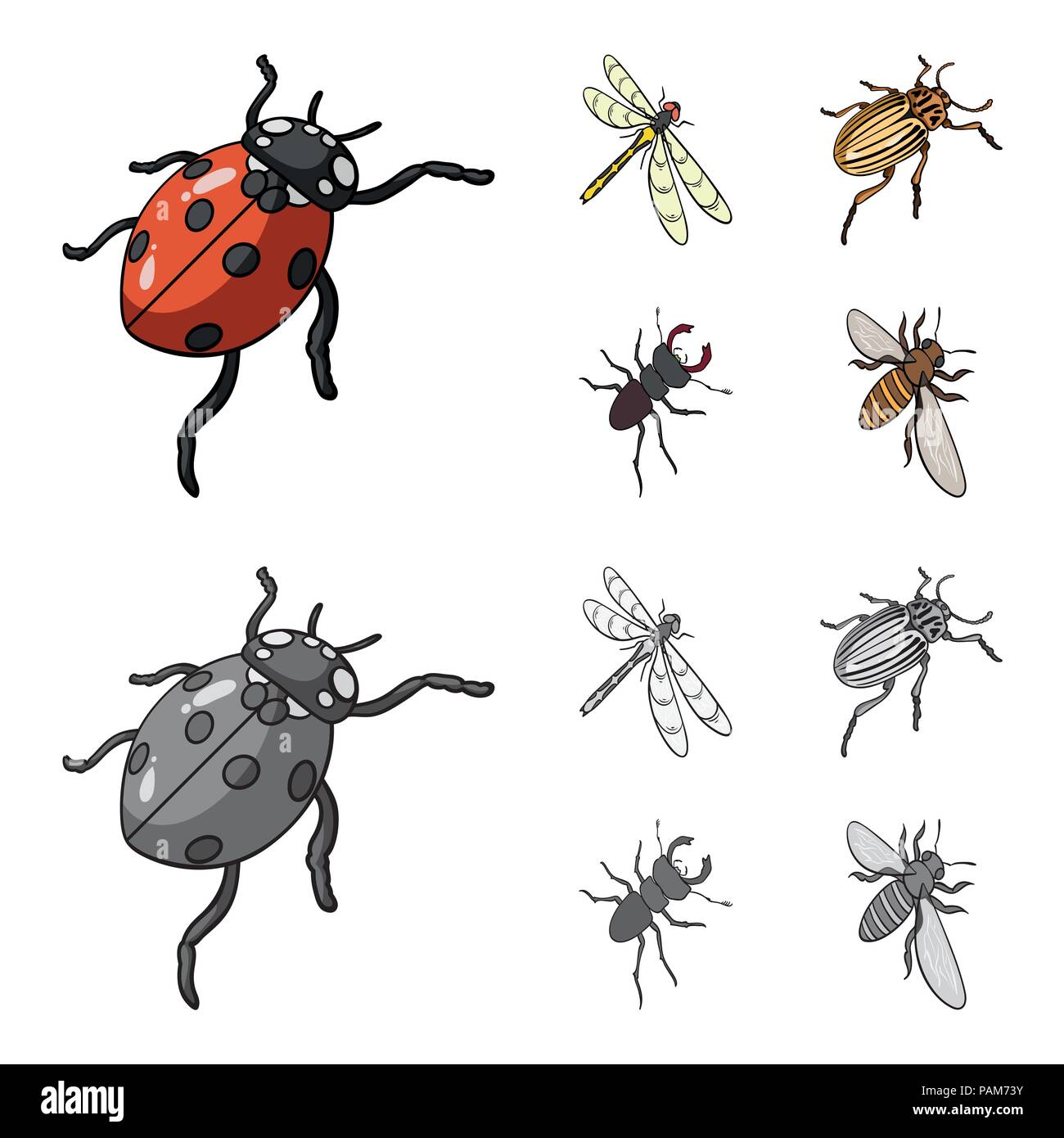 Arthropods Insect ladybird, dragonfly, beetle, Colorado beetle Insects ...