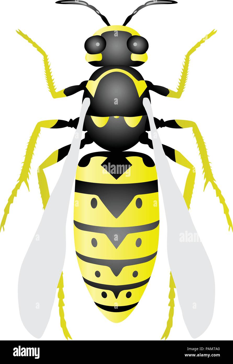 Wasp top view white background Stock Vector Images - Alamy