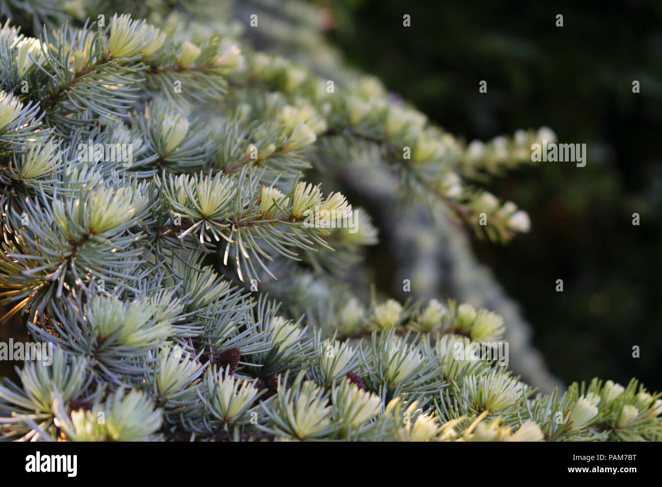 Atlas cedar cedrus atlantica forest hi-res stock photography and images ...