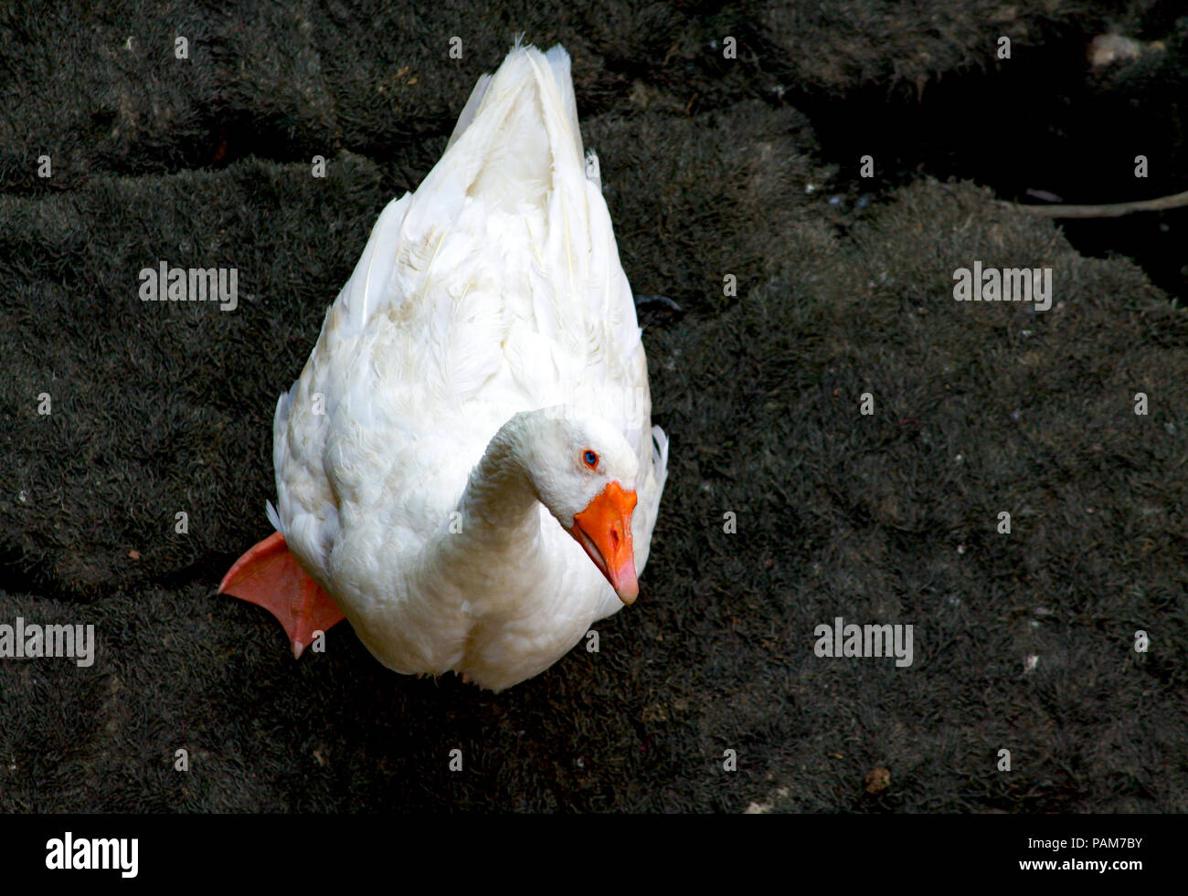 Wet goose head hi-res stock photography and images - Alamy