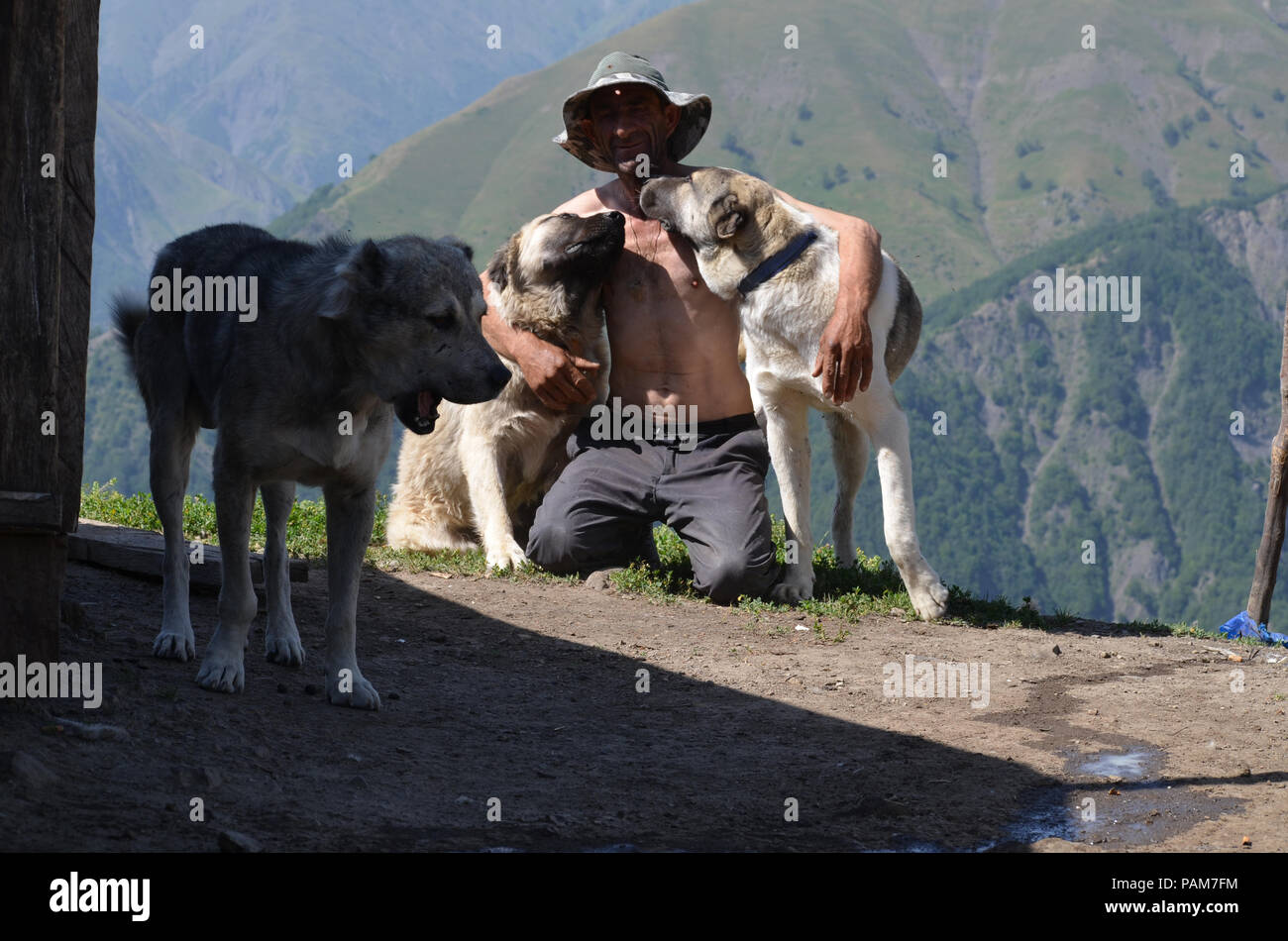 Shepherd and his dogs near Ilisu, a Greater Caucasus village in north ...