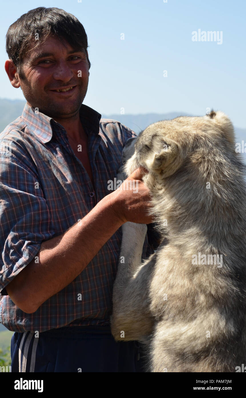 Shepherd and his dogs near Ilisu, a Greater Caucasus village in north ...