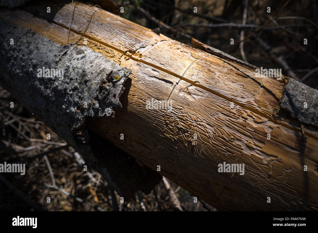 Tree trunk eaten termites hi-res stock photography and images - Alamy