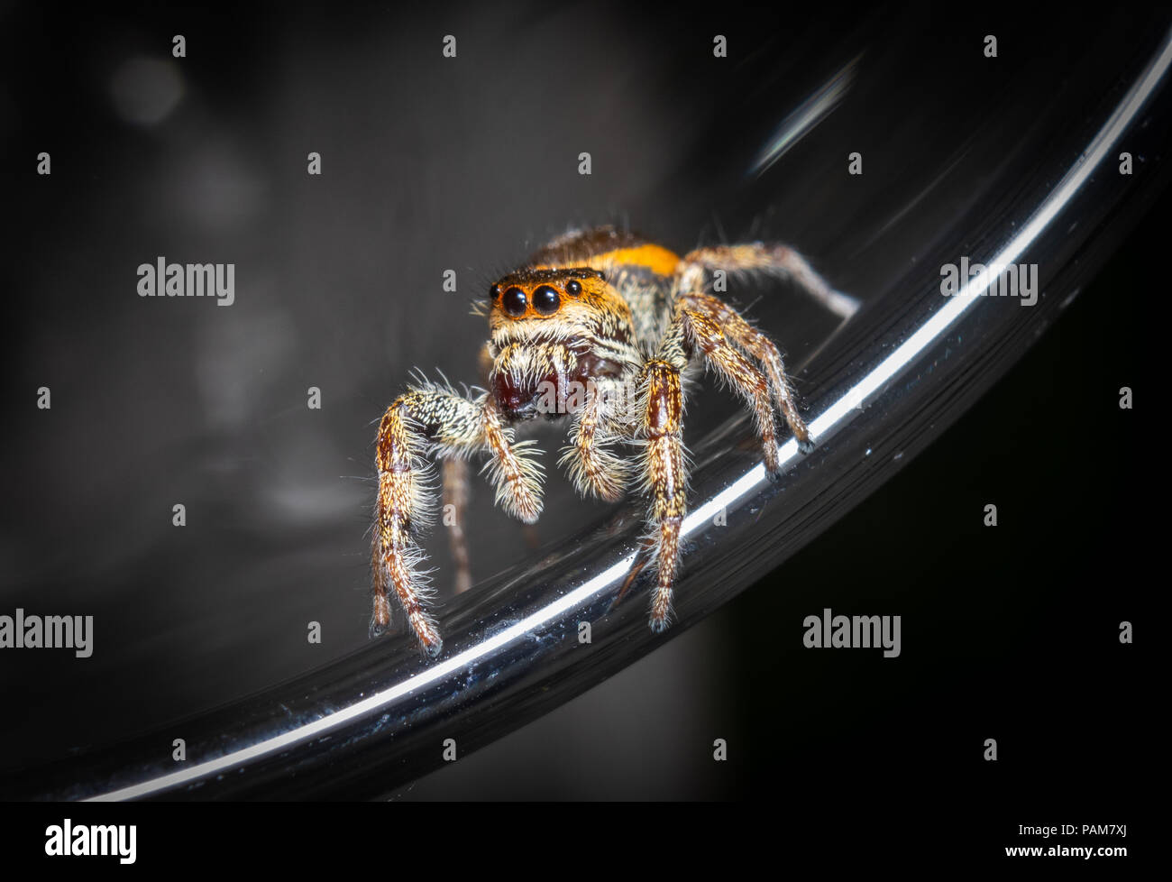 A jumping spider walks along the rim of a glass Stock Photo - Alamy