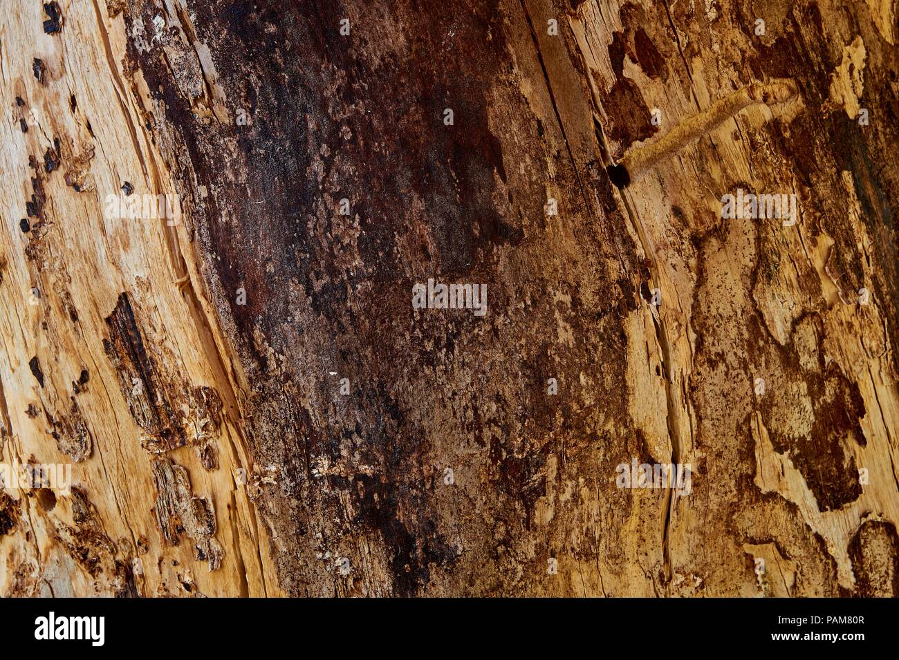 Rough wood texture with lines and creases Stock Photo - Alamy