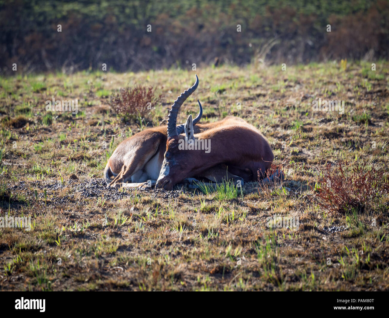 Endangered Blesbok antelope laying down in barren landscape of ...