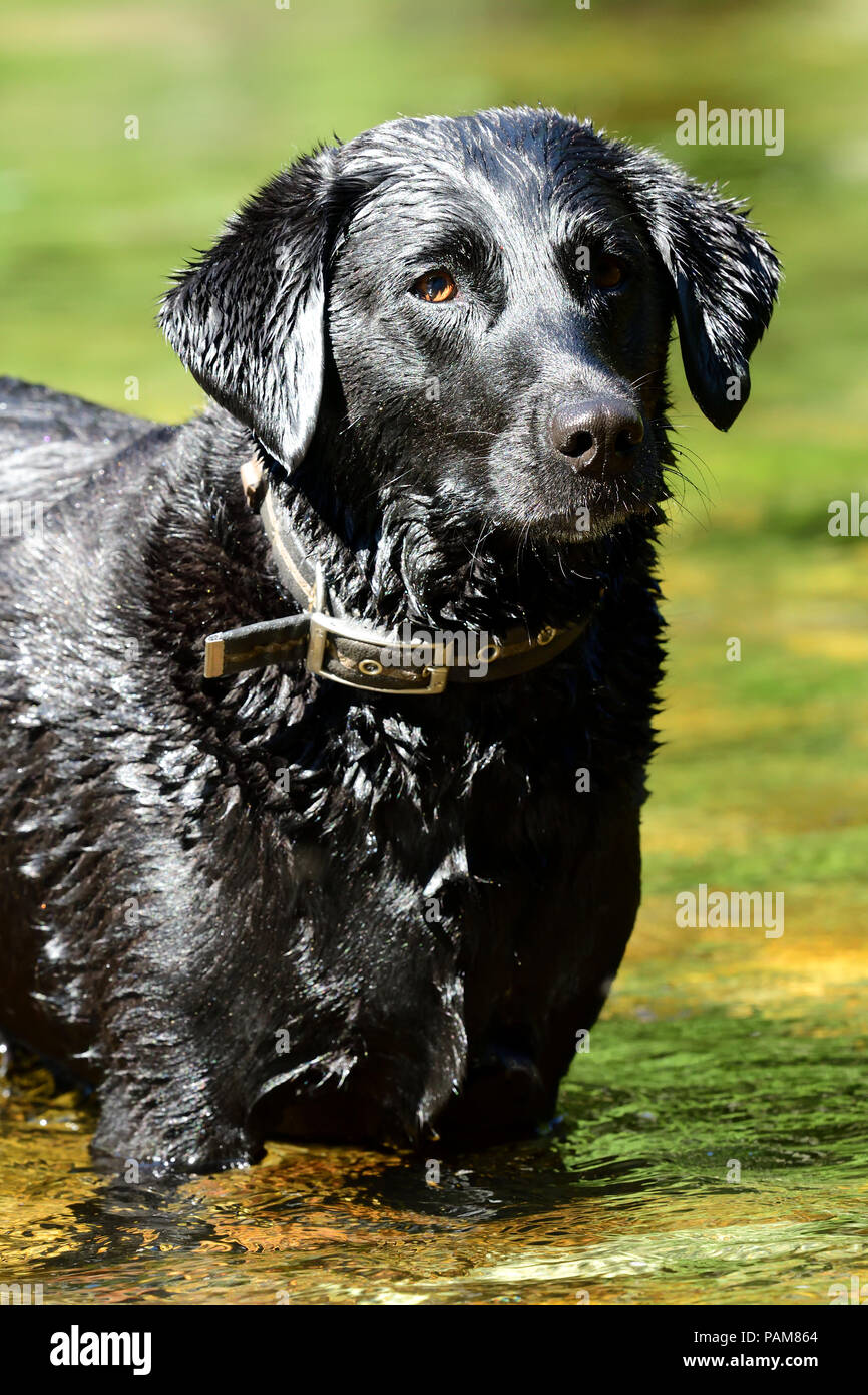 Black Labrador Retriever Standing High Resolution Stock Photography and ...