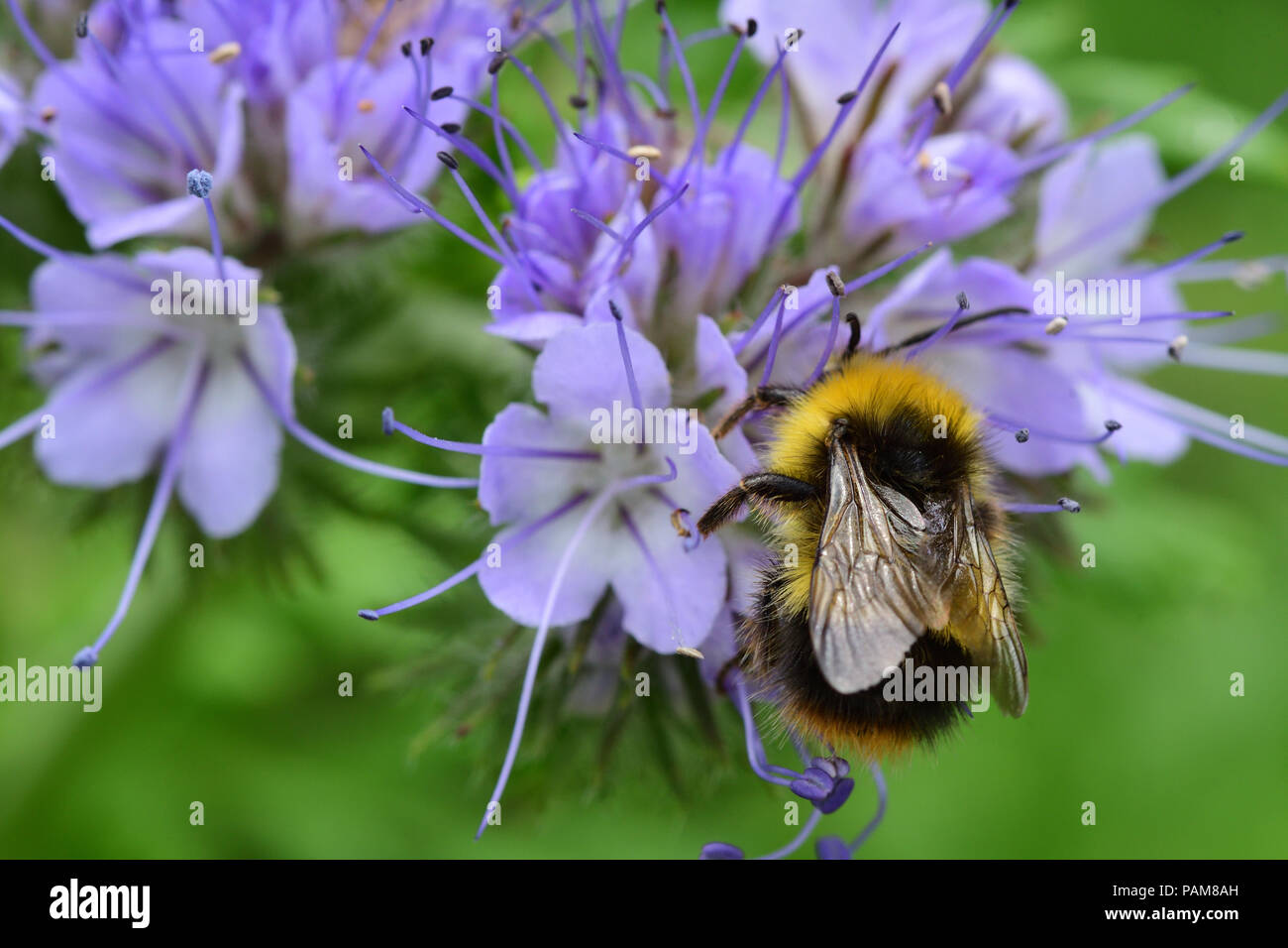 Close up of a bee pollinating phacelia flowers in the garden Stock ...