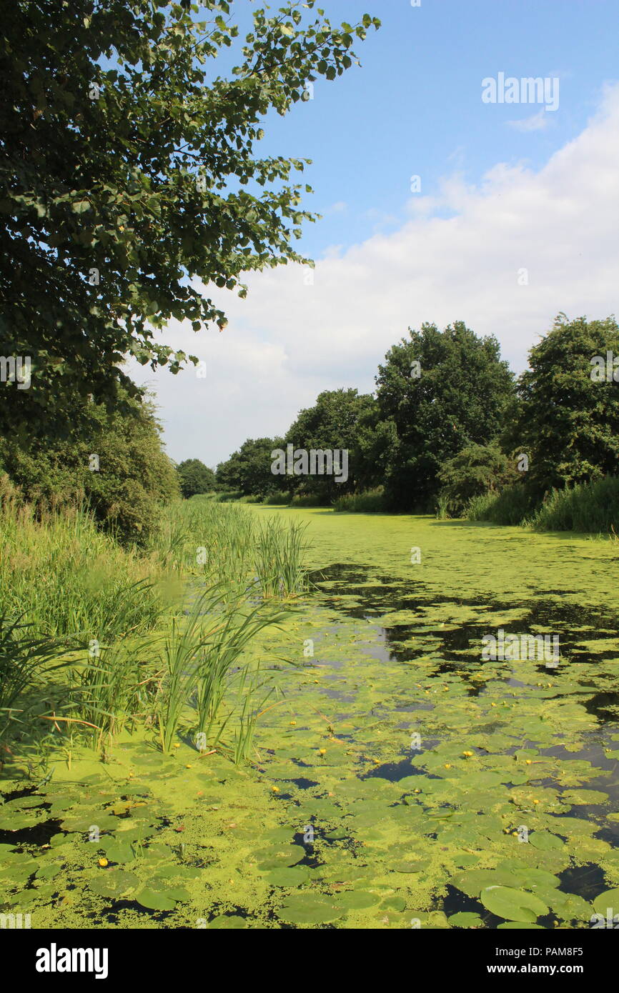 Canal with green algae and bull rushes growing in hot summer weather ...