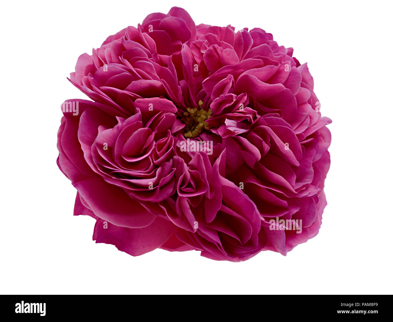 Pink tea rose hi-res stock photography and images - Alamy