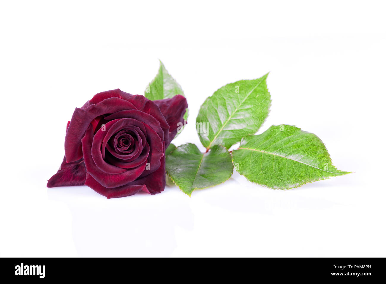 Red velvet roses close up Cut Out Stock Images & Pictures - Alamy