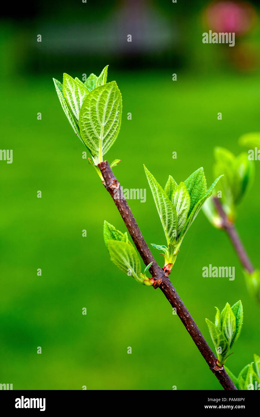 Clap Pear tree leave opening Stock Photo - Alamy