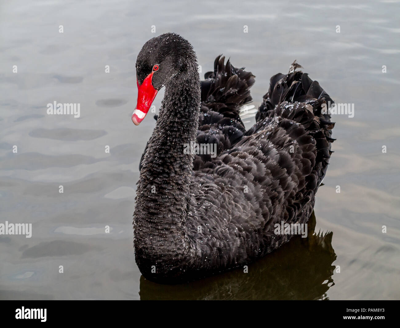 A rare black swan floating on Budworth Mere at Marbury Park, Comberbach ...