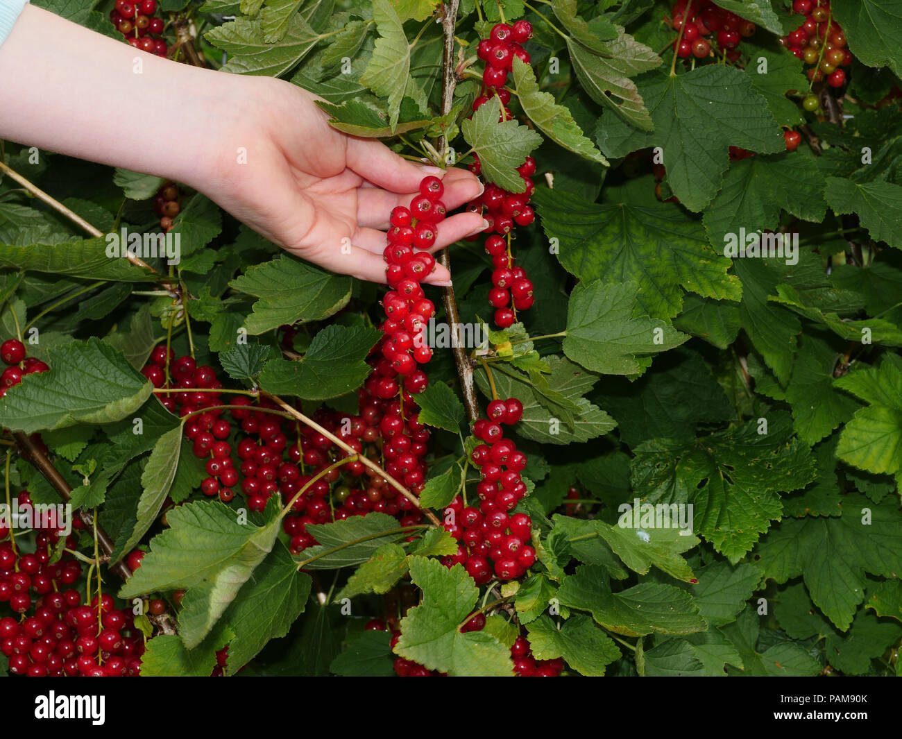 Redcurrents fruit hi-res stock photography and images - Alamy
