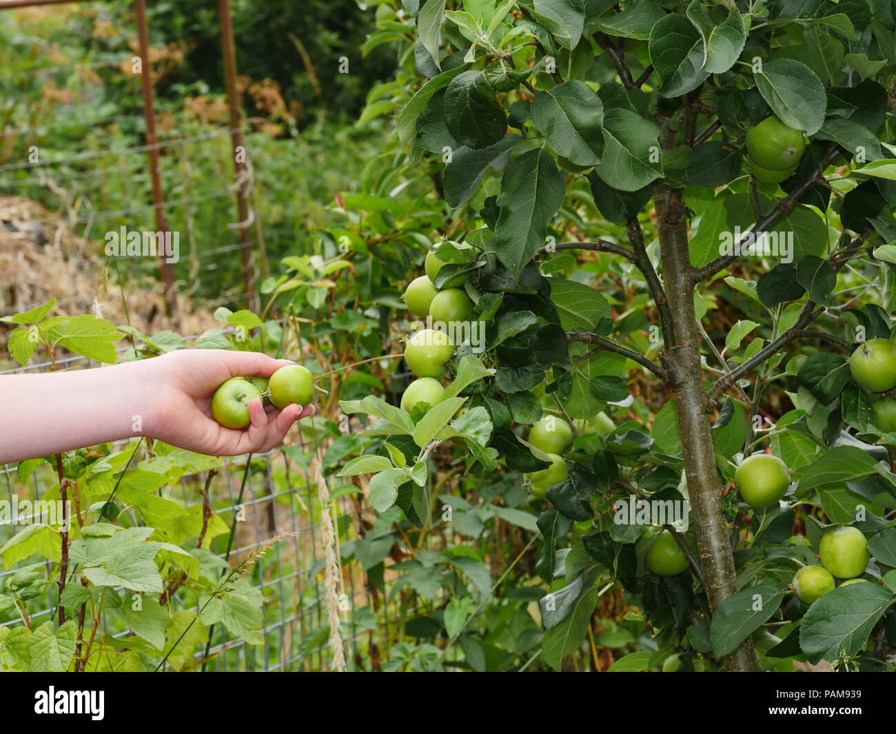 Hand thinning apples hi-res stock photography and images - Alamy