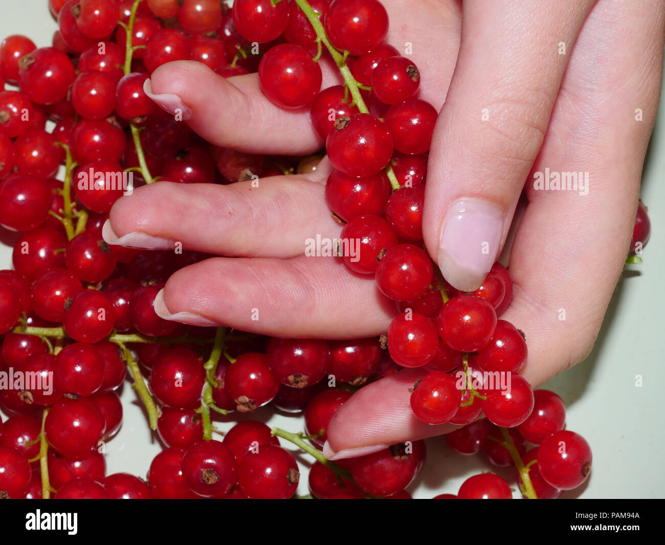 Red Currents held in hand Stock Photo - Alamy