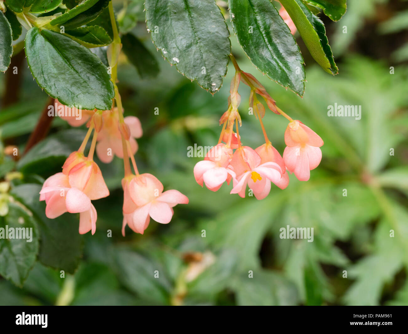 Pink flowered form of the tender shrubby evergreen, Begonia fuchsiodes ...