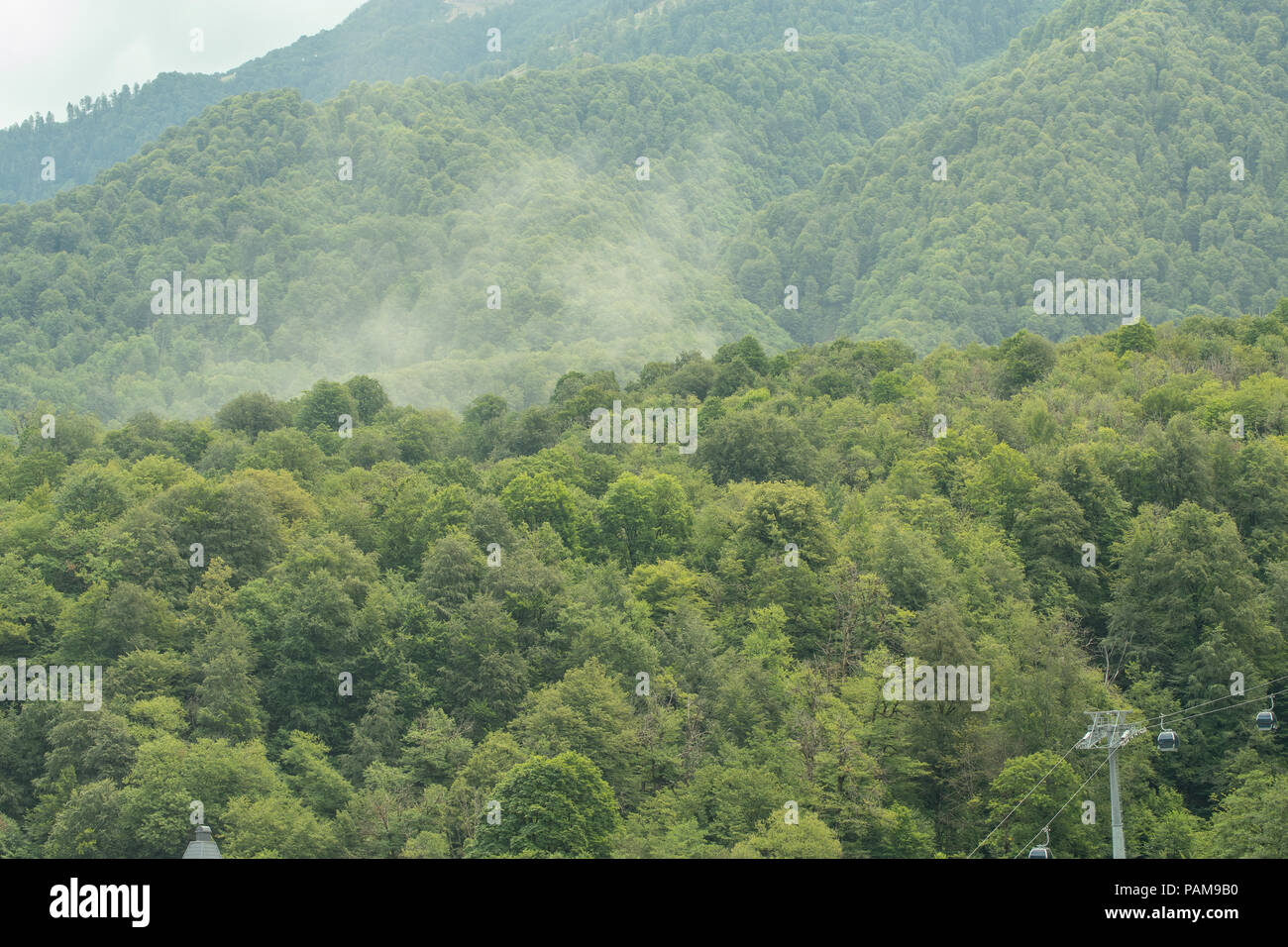 Forest of pine trees in wilderness mountains rugged Stock Photo - Alamy