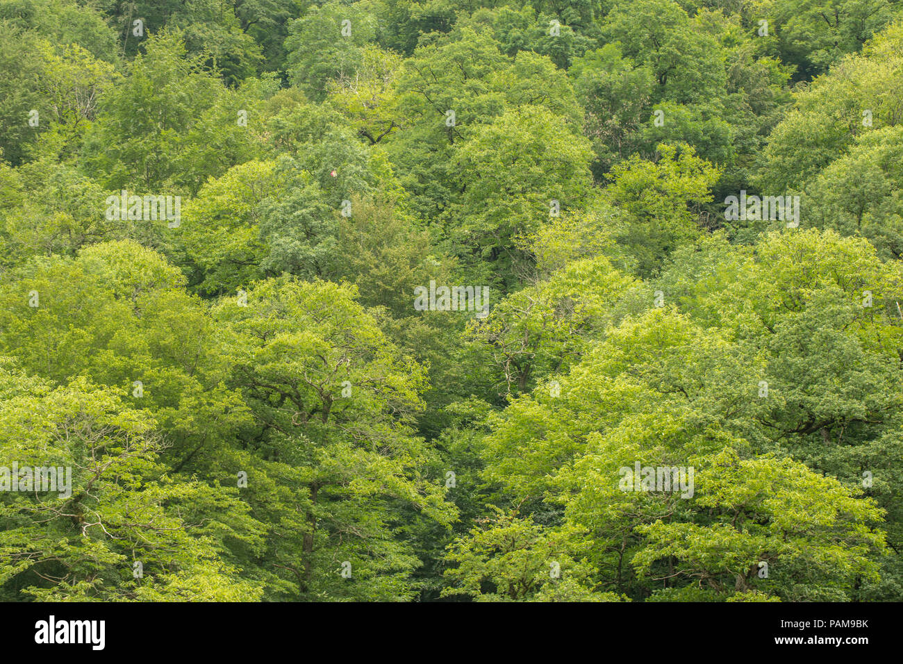 Forest of pine trees in wilderness mountains rugged Stock Photo - Alamy
